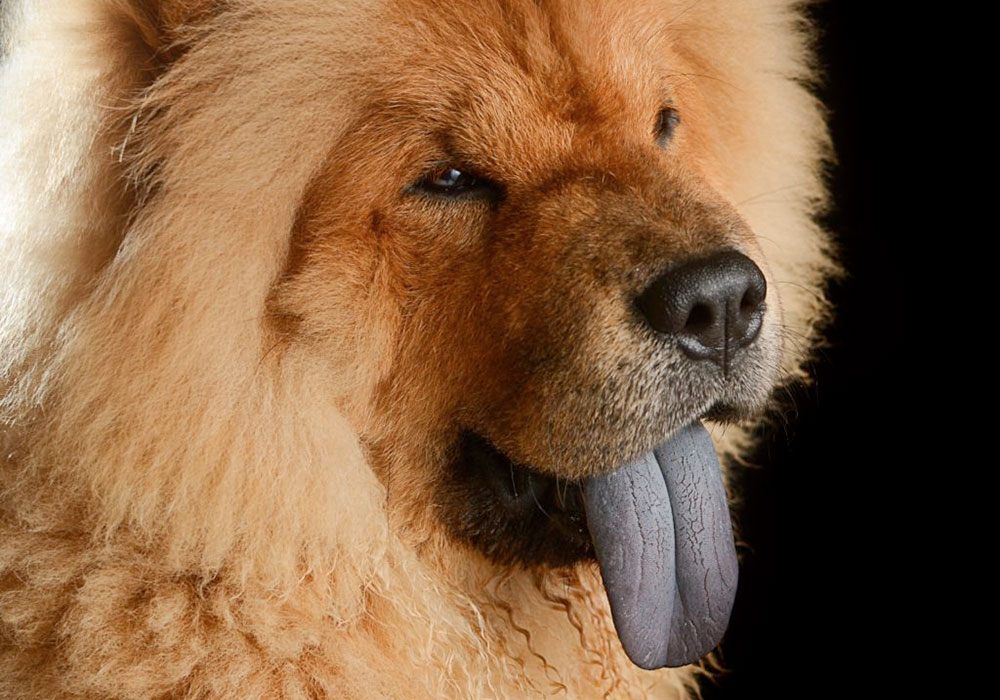 A verdade sobre a língua preta azulada do Chow Chow - AD - Adestramento ...